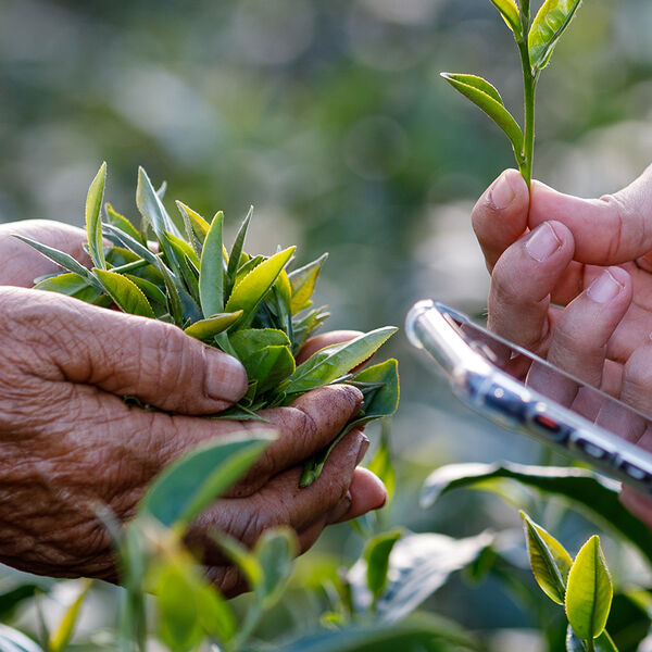 Digitizing Payments Responsibly in the Tea Sector – Ethical Tea ...