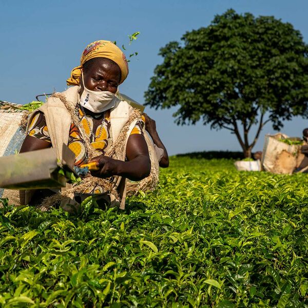 Creating transformational change for tea communities through ...